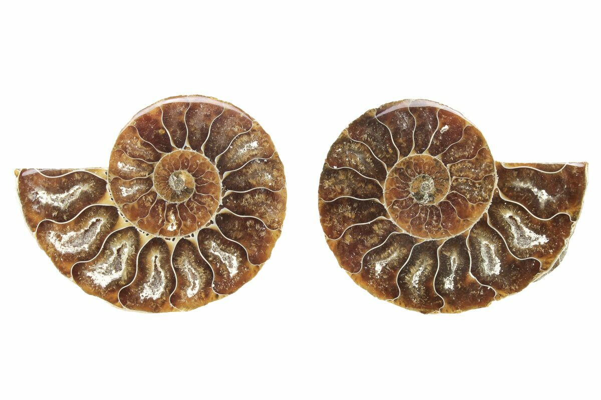 Cut & Polished Agatized Ammonite Fossils - 2 to 2 1/2" Size For Sale ...