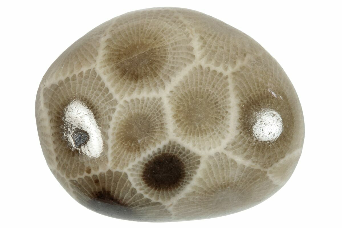 Small Polished Petoskey Stones (Fossil Coral) - Michigan For Sale ...