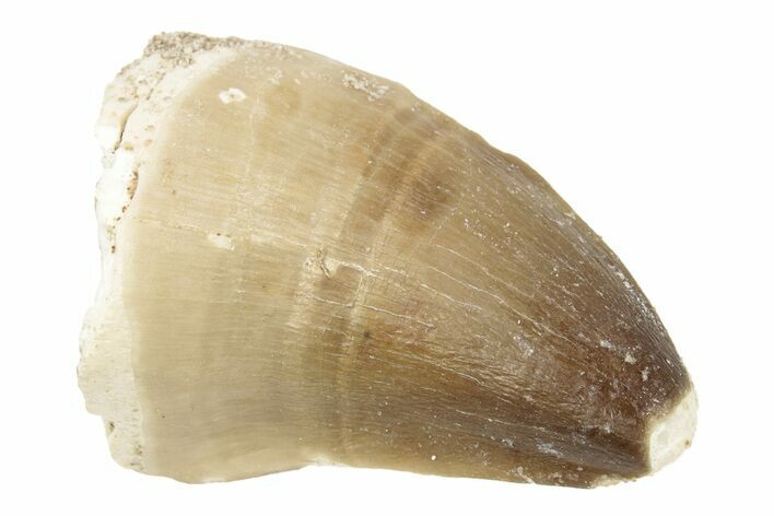 1 1/2" Fossil Mosasaur (Prognathodon) Teeth - Morocco For Sale ...