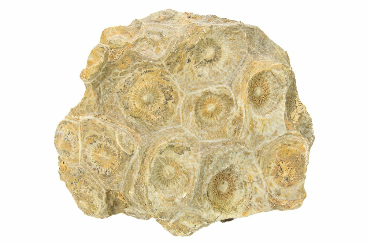 Rough Fossil Coral (Actinocyathus) From Morocco - 2" to 3" For Sale ...