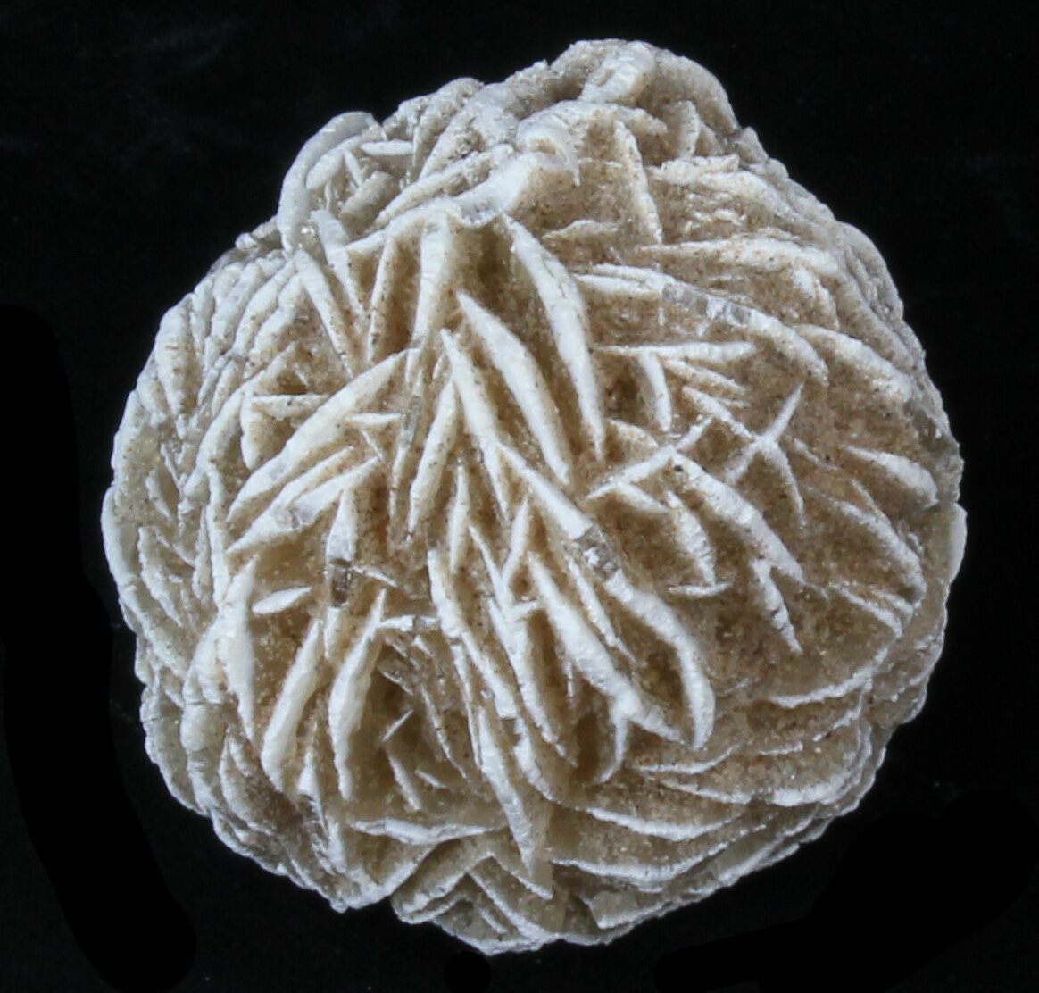 Bulk Desert (Selenite) Rose - 10 Pack For Sale - FossilEra.com