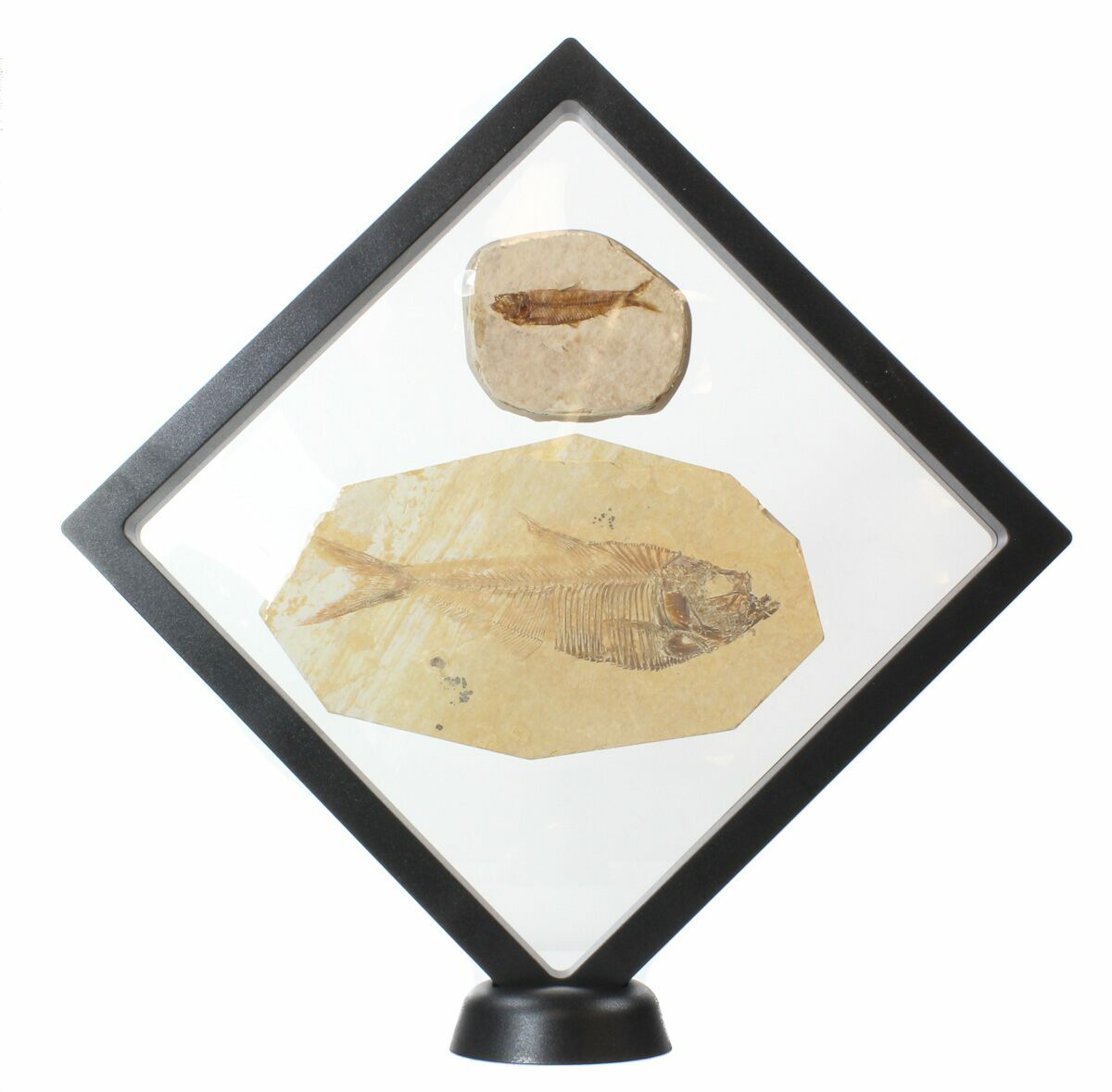 7" (XL) Floating Frame Display Cases With Stands - Black For Sale ...