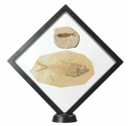 7" (XL) Floating Frame Display Cases With Stands - Black For Sale ...