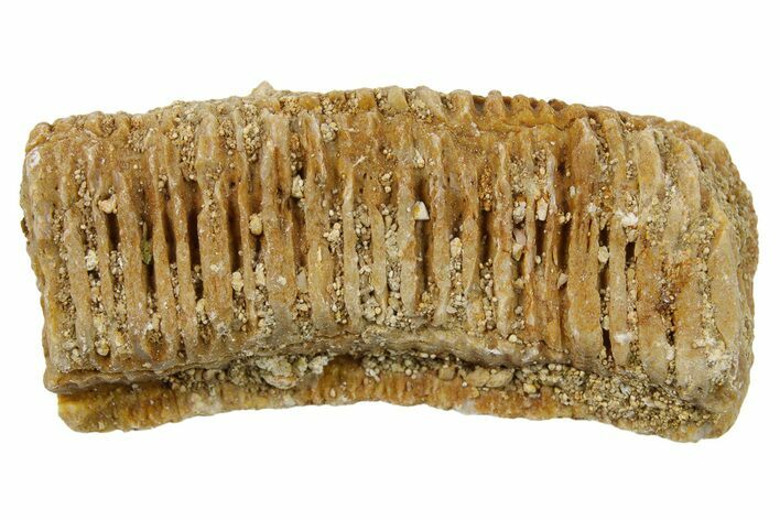 1" to 2" Fossil Ray Dental Plates - Oulad Abdoun Basin, Morocco For ...