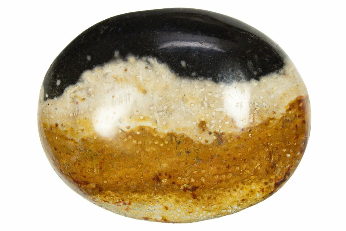 Polished Petrified Palm Root Pocket Stones For Sale - FossilEra.com