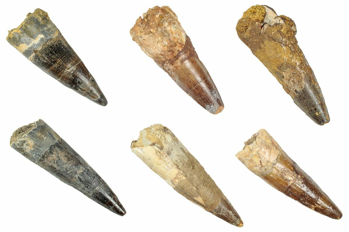 Clearance: 2 1/2" Fossil Spinosaurus Teeth - Heavily Restored For Sale ...