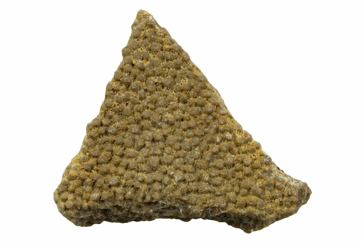 Fossil Dinosaur Egg Shell Fragments - France For Sale - FossilEra.com