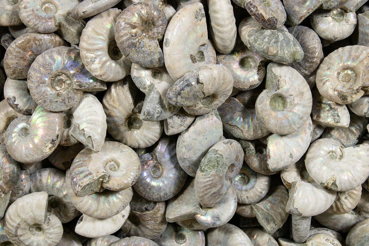 3/4" Silver Iridescent Ammonite Fossils For Sale - FossilEra.com