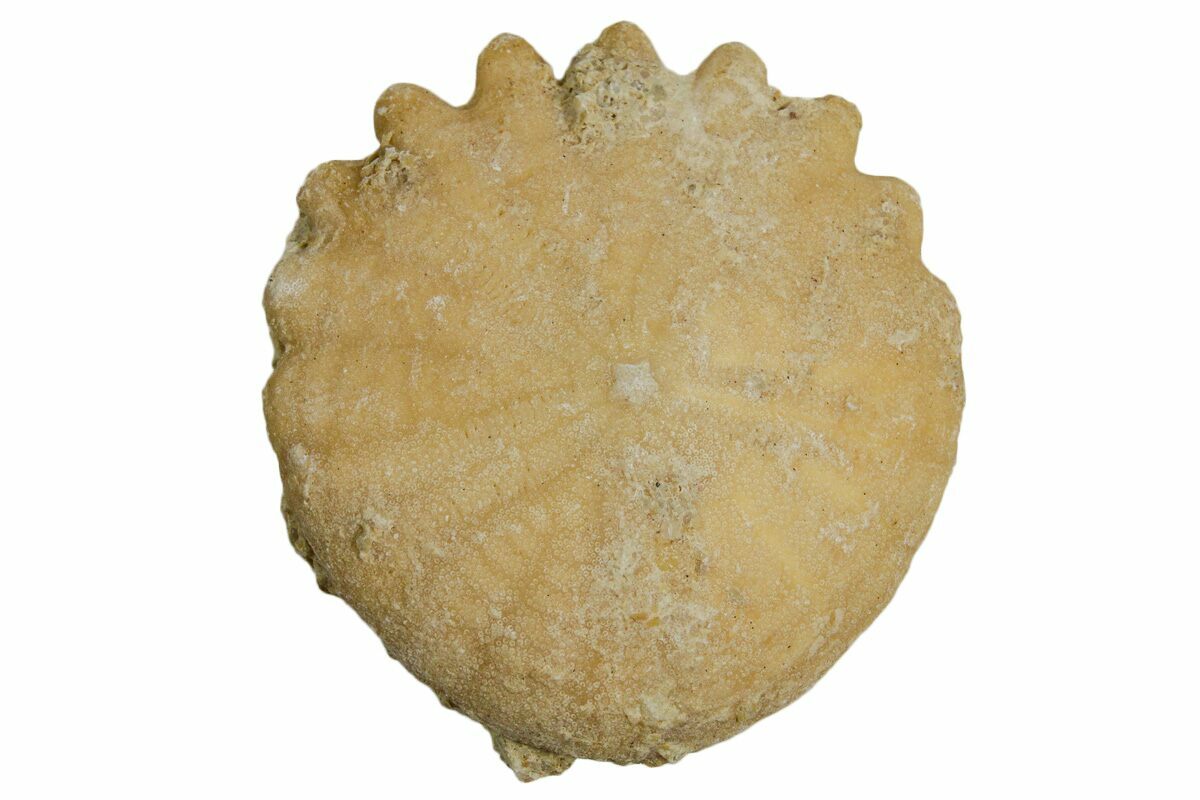 1.5" Fossil Sand Dollars (Heliophora) - Morocco For Sale - FossilEra.com