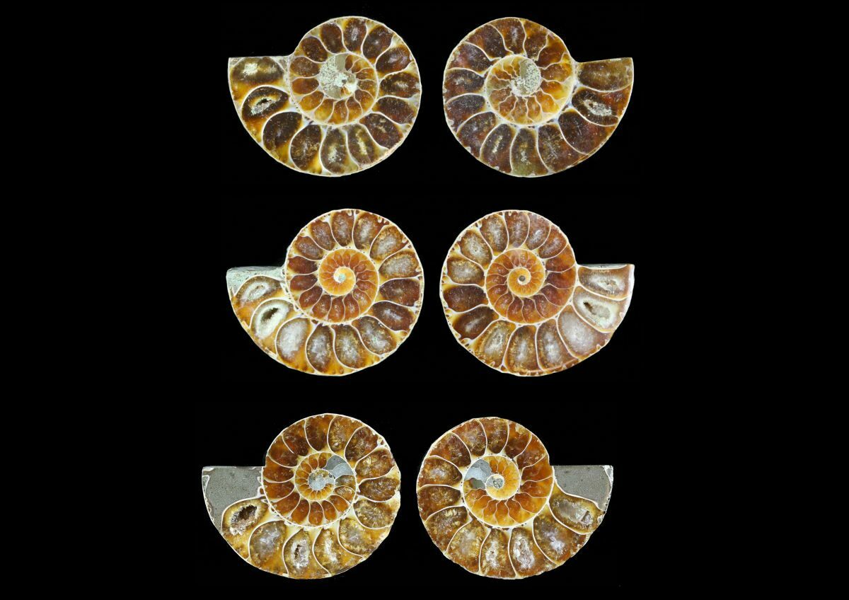 Bulk Small Cut, Agatized Ammonite Fossils - 5 Pack For Sale - FossilEra.com