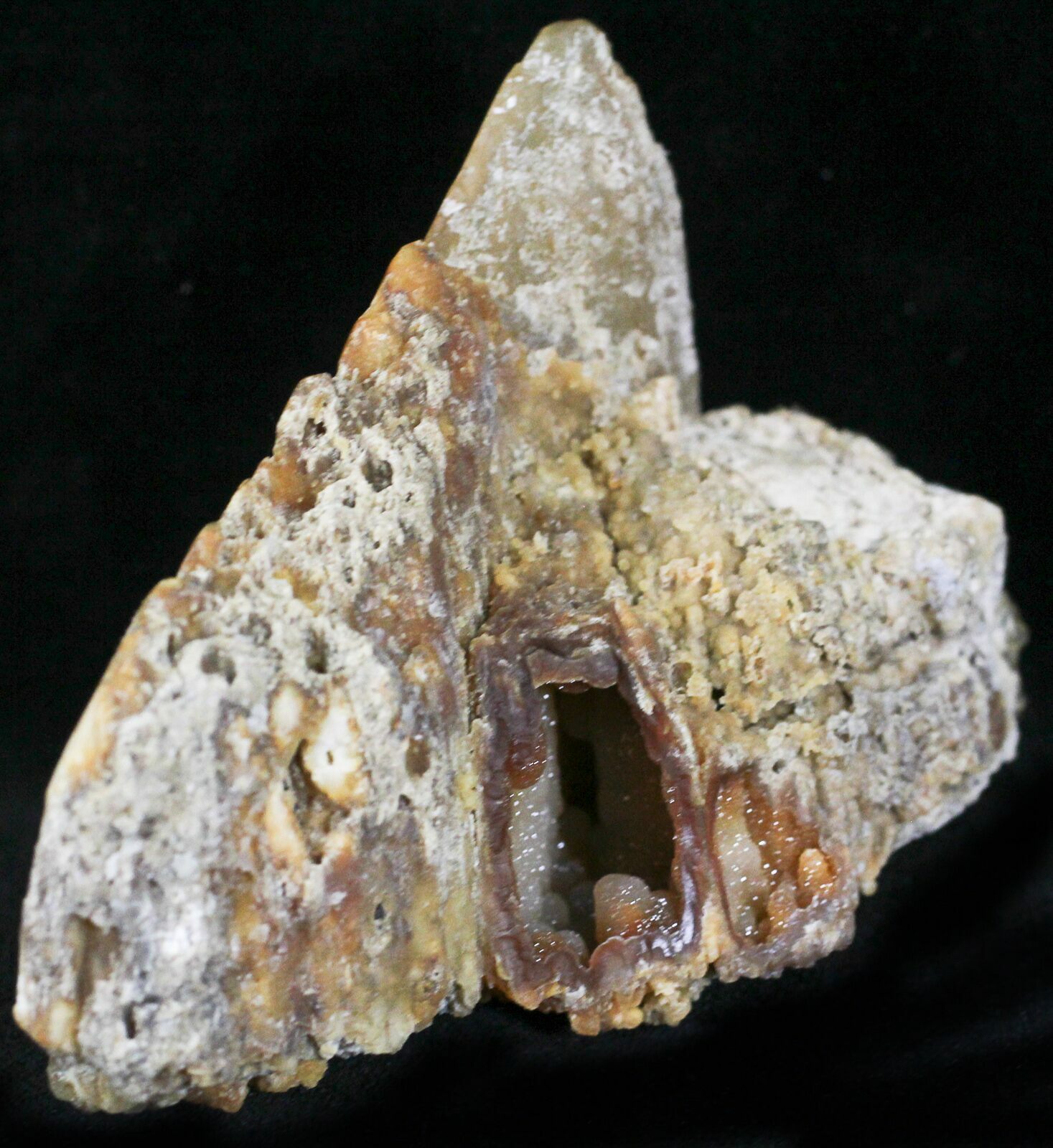 3.33" Agatized Fossil Coral From Florida - Florida For Sale (#22417 ...