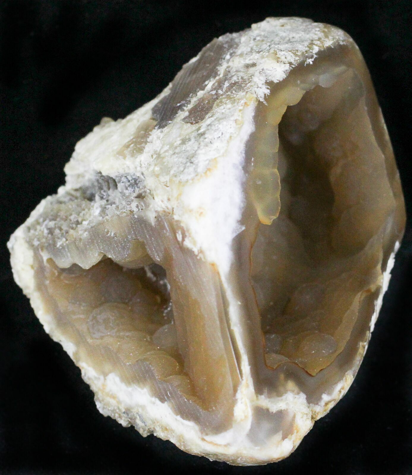 3" Agatized Fossil Coral Geode - Florida For Sale (#22423) - FossilEra.com