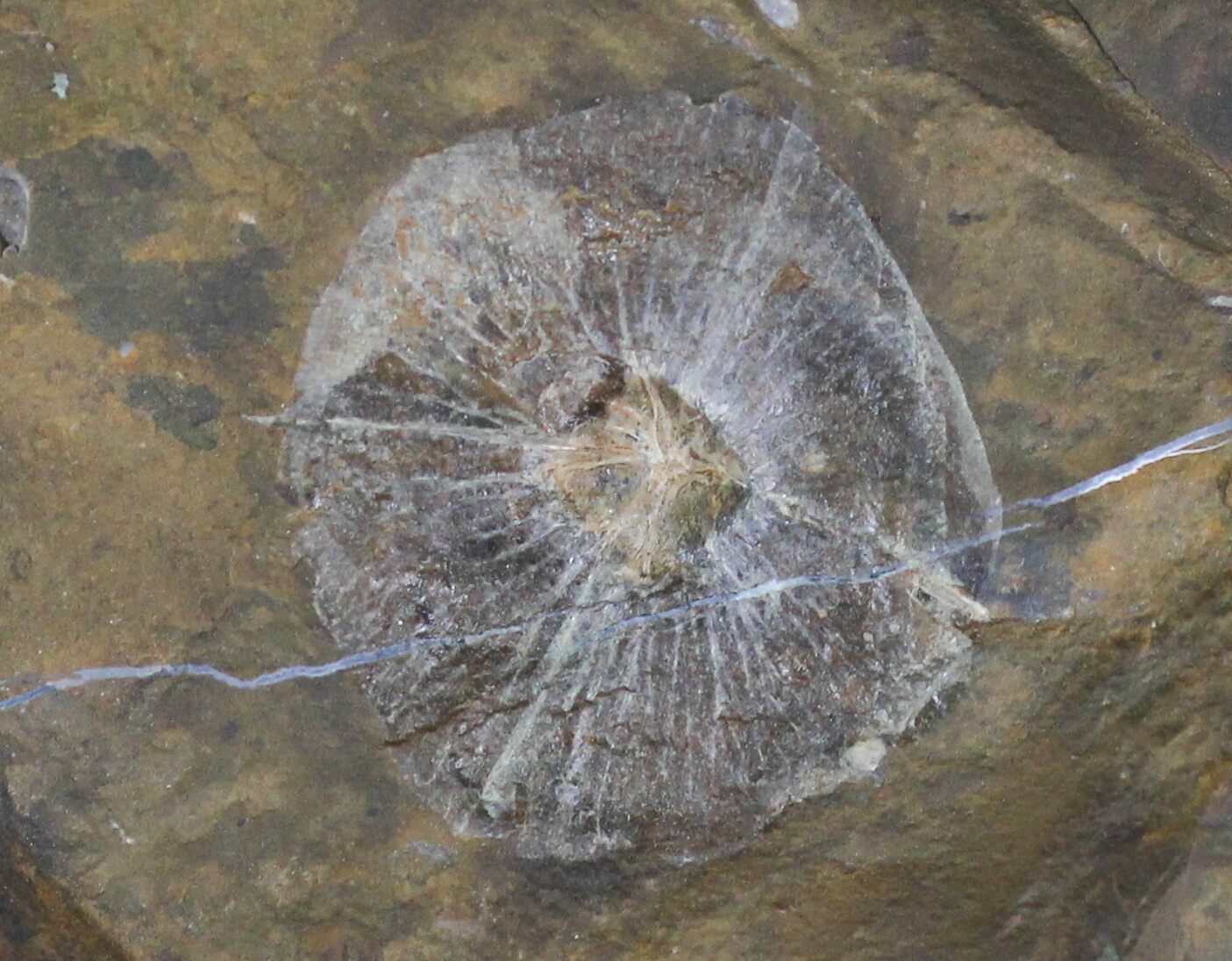 Fossil Juglandaceae (Winged Walnut) Fruit - North Dakota For Sale ...