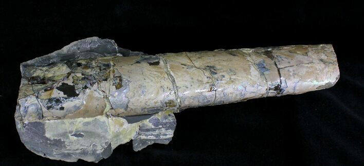 12.1" Fossil Baculites With Iridescent Shell - Reduced Price For Sale ...