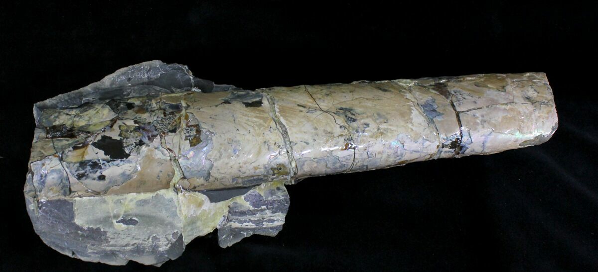 Baculites (Cephalopod) Fossils For Sale - FossilEra.com