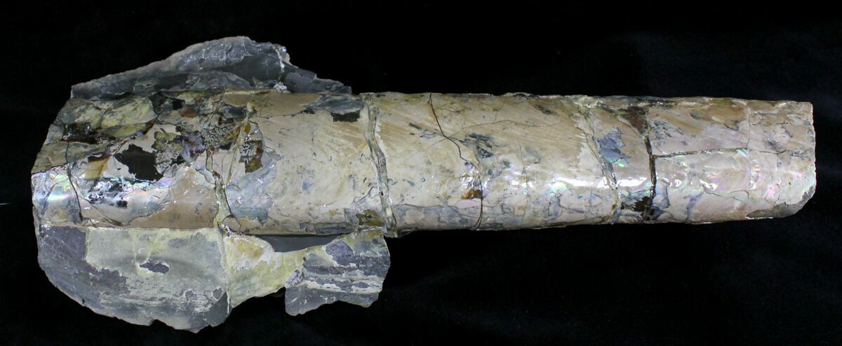 12.1" Fossil Baculites With Iridescent Shell - Reduced Price For Sale ...