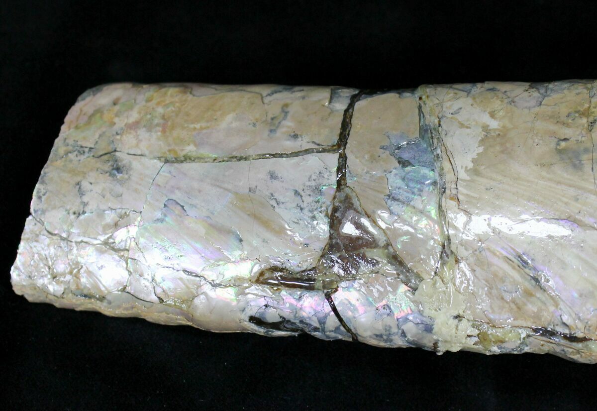 12.1" Fossil Baculites With Iridescent Shell - Reduced Price For Sale ...