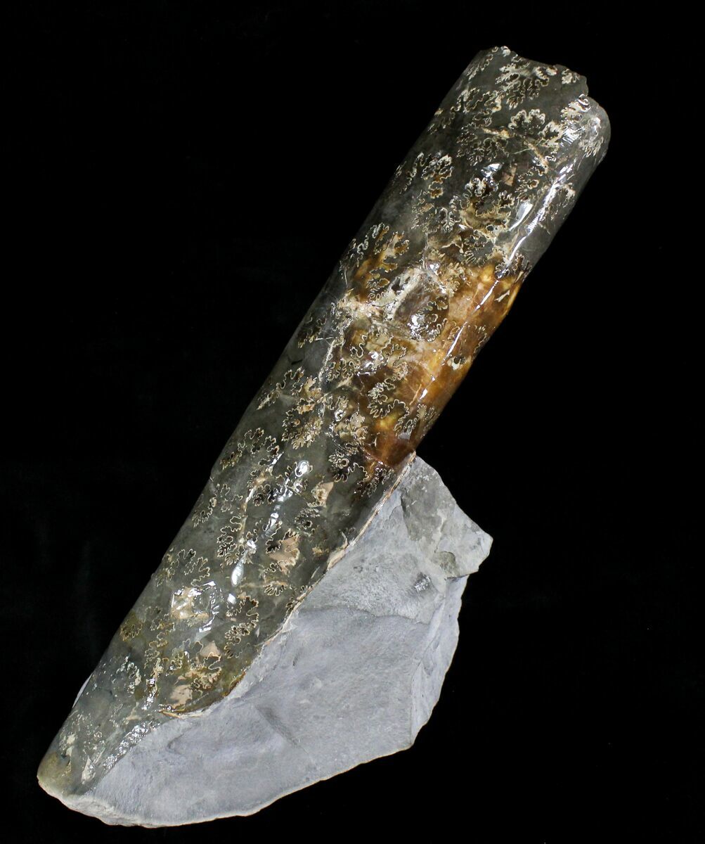 11.3" Free-Standing Fossil Baculite - Pierre Shale For Sale (#22795 ...