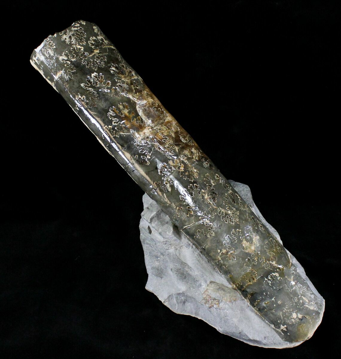 11.3" Free-Standing Fossil Baculite - Pierre Shale For Sale (#22795 ...