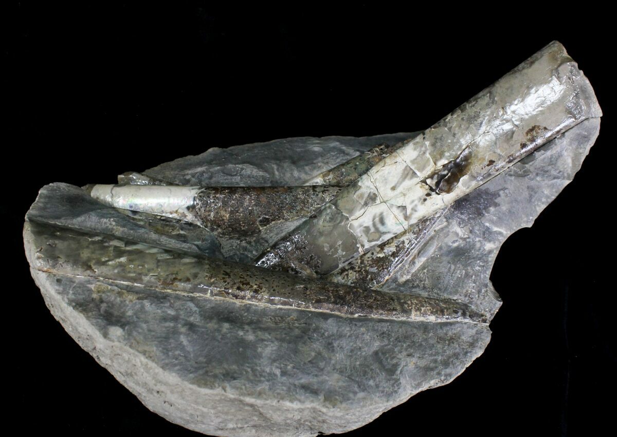 Baculites (Cephalopod) Fossils For Sale - FossilEra.com