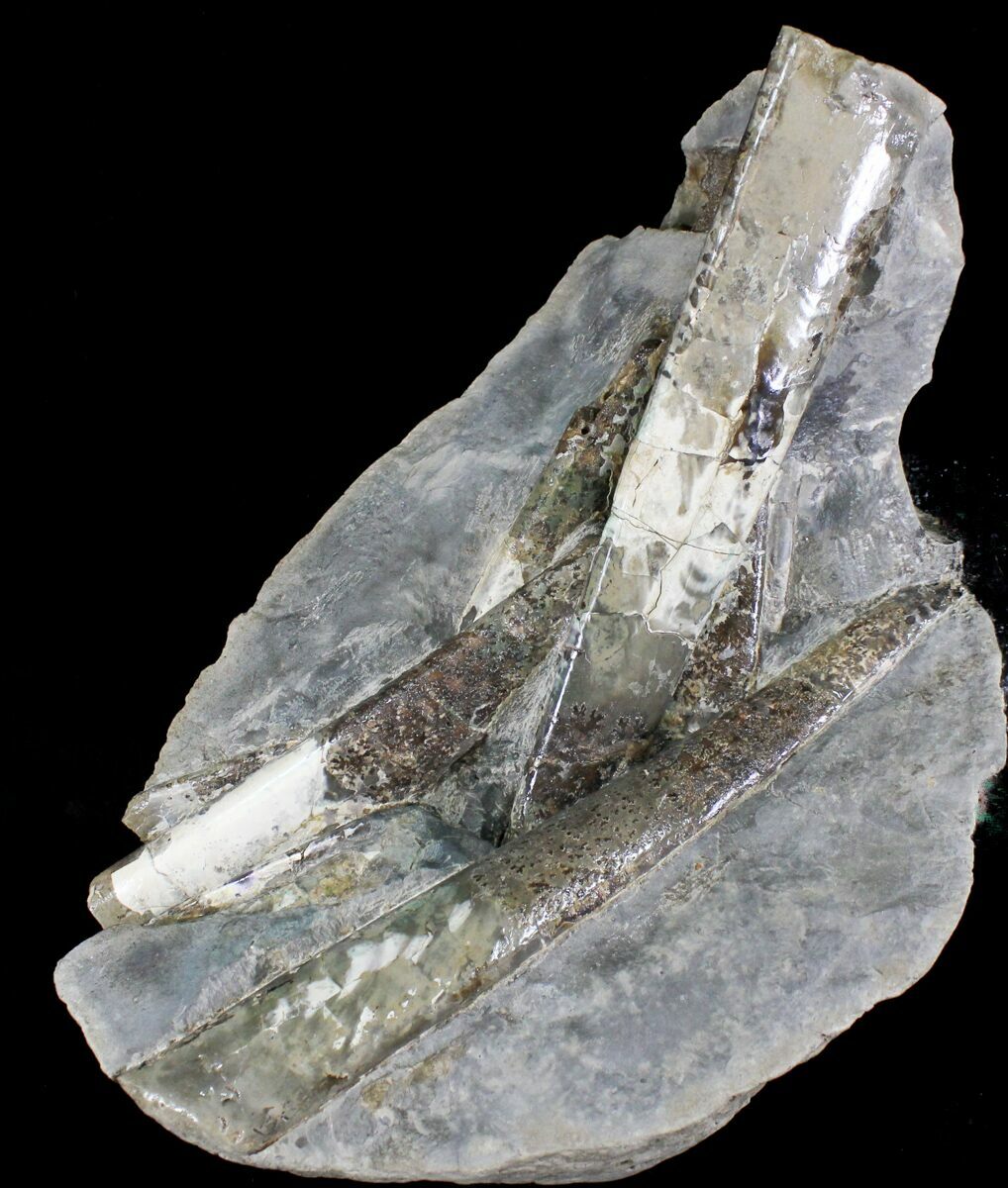 Five Baculites Fossils In Large Concretion - South Dakota For Sale ...