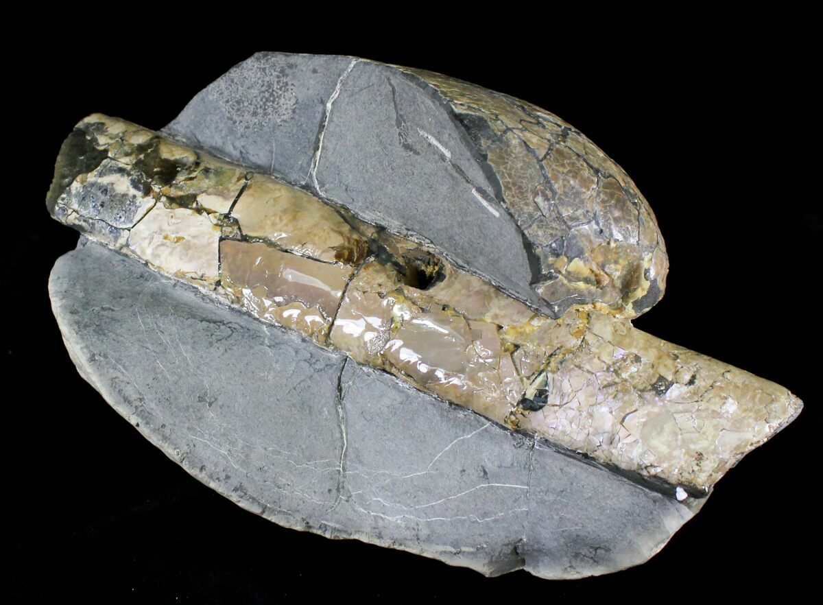 12" Baculites in Concretion With Giant Clam - South Dakota For Sale ...