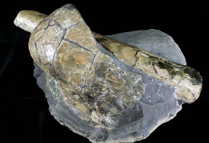 12" Baculites in Concretion With Giant Clam - South Dakota For Sale ...