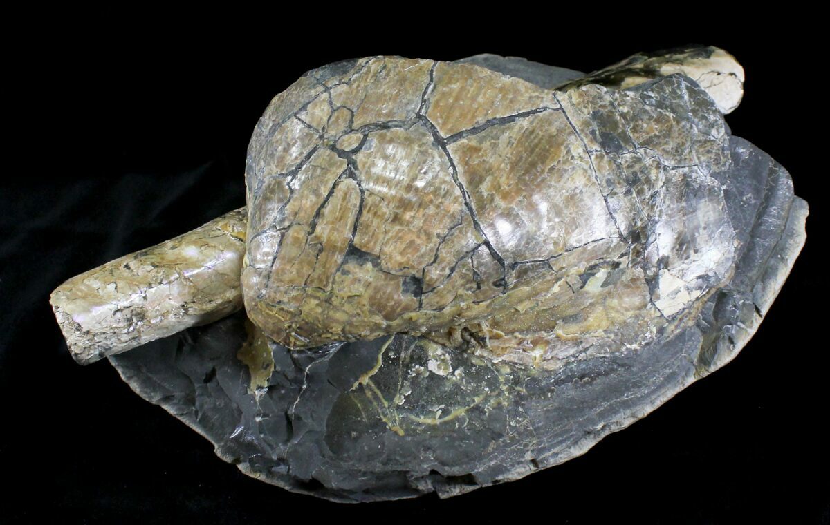 12" Baculites in Concretion With Giant Clam - South Dakota For Sale ...