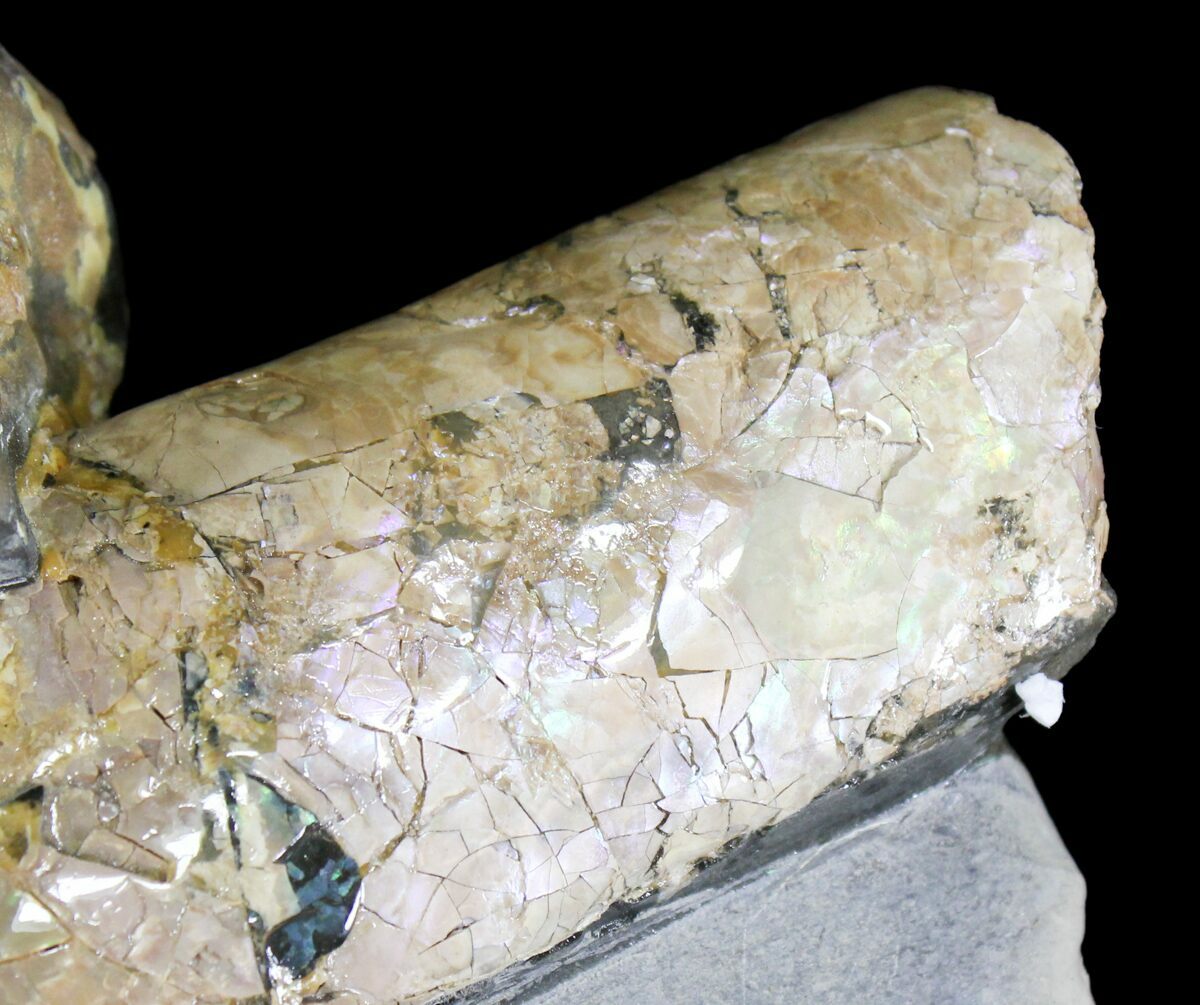 12" Baculites in Concretion With Giant Clam - South Dakota For Sale ...