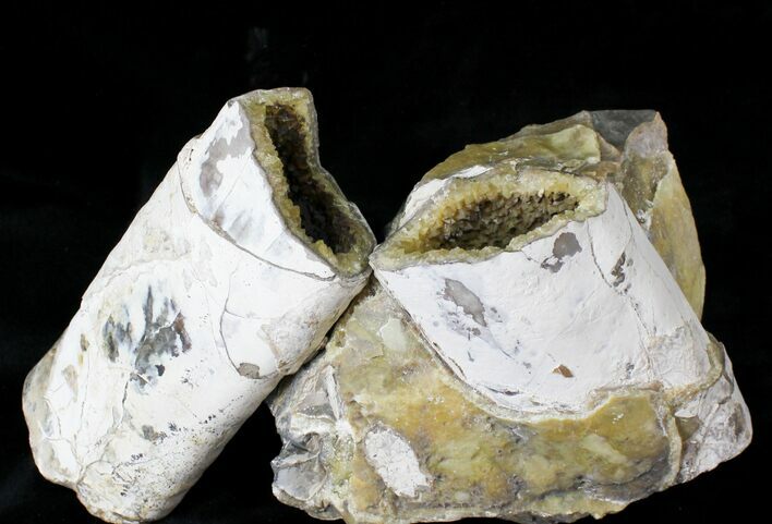Large Crystal Filled Baculites Fossil - South Dakota For Sale (#22799 ...