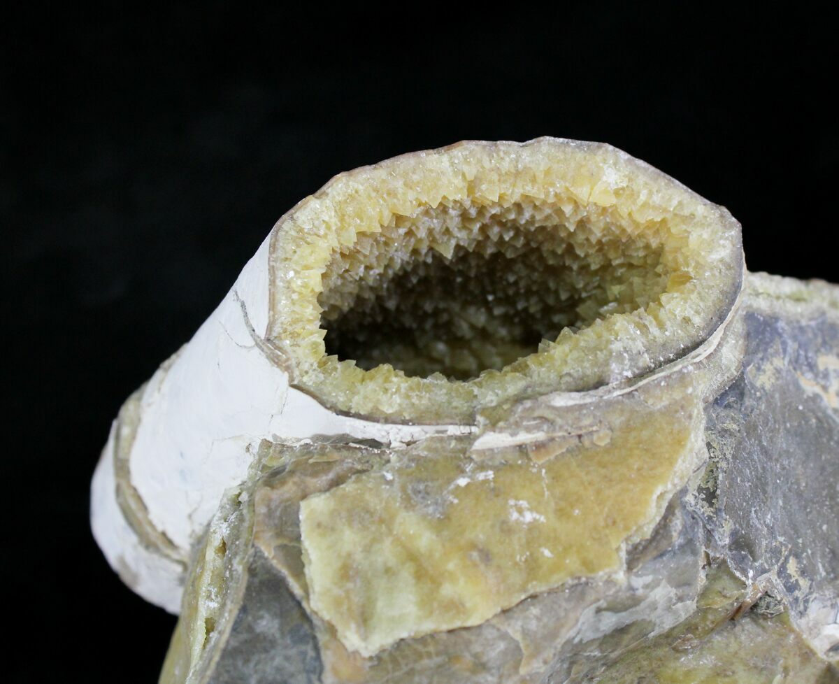 Large Crystal Filled Baculites Fossil - South Dakota For Sale (#22799 ...