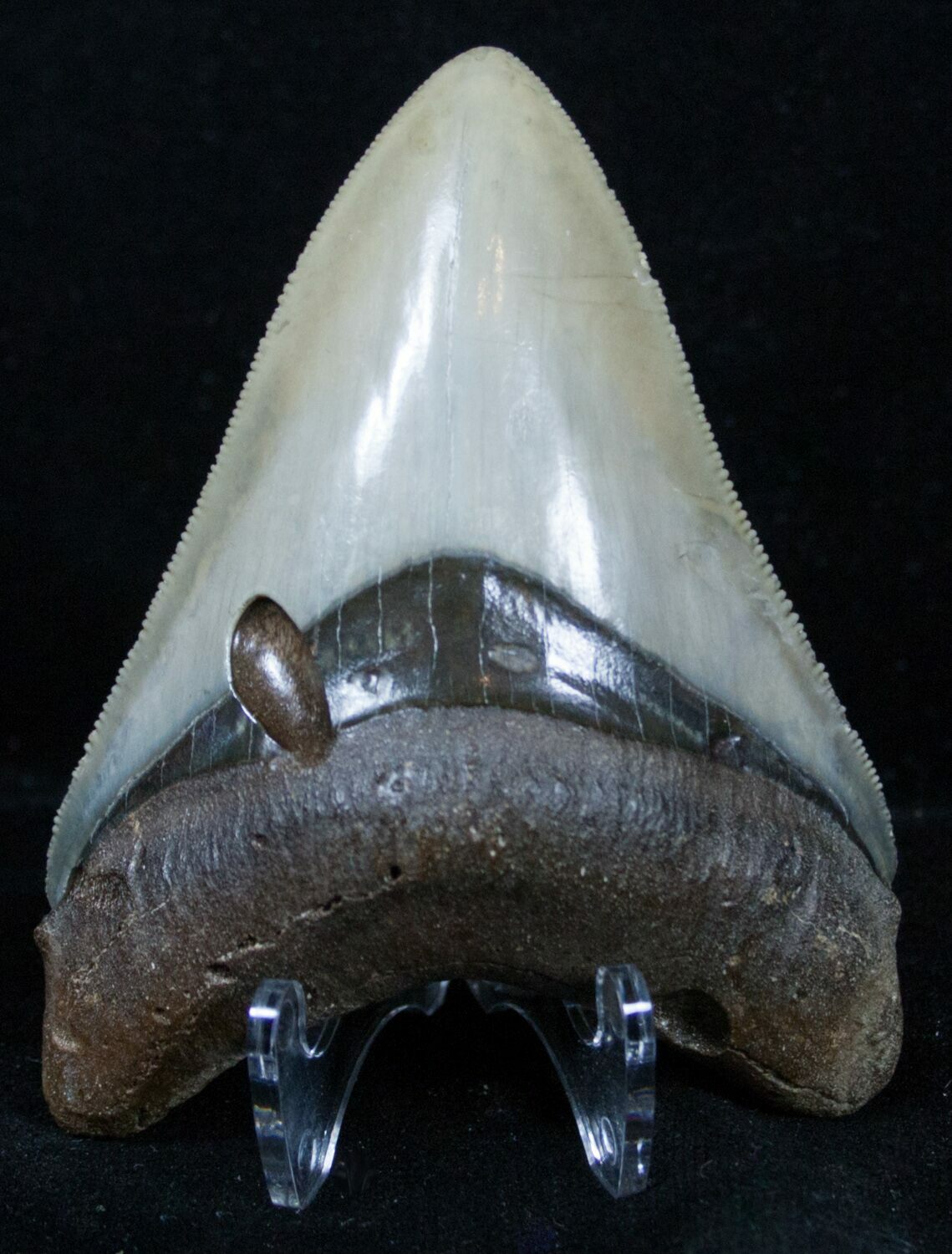 Stunning Venice Florida Megalodon Tooth - 3.08" For Sale (#3391 ...