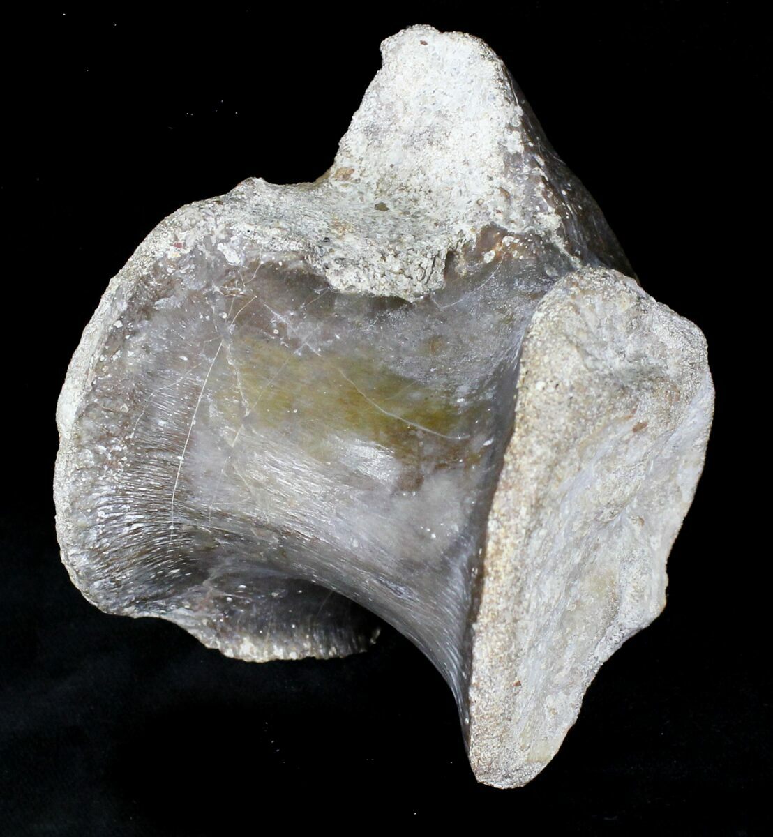 3" Allosaurus Caudal (Tail) Vertebrae - Colorado For Sale (#23130 ...