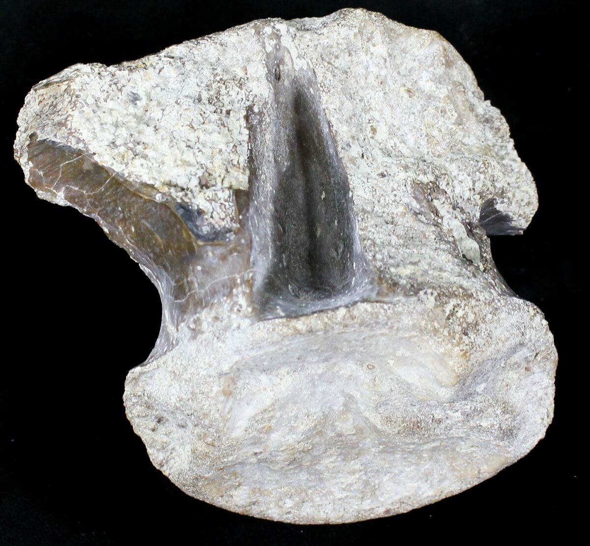 3" Allosaurus Caudal (Tail) Vertebrae - Colorado For Sale (#23130 ...