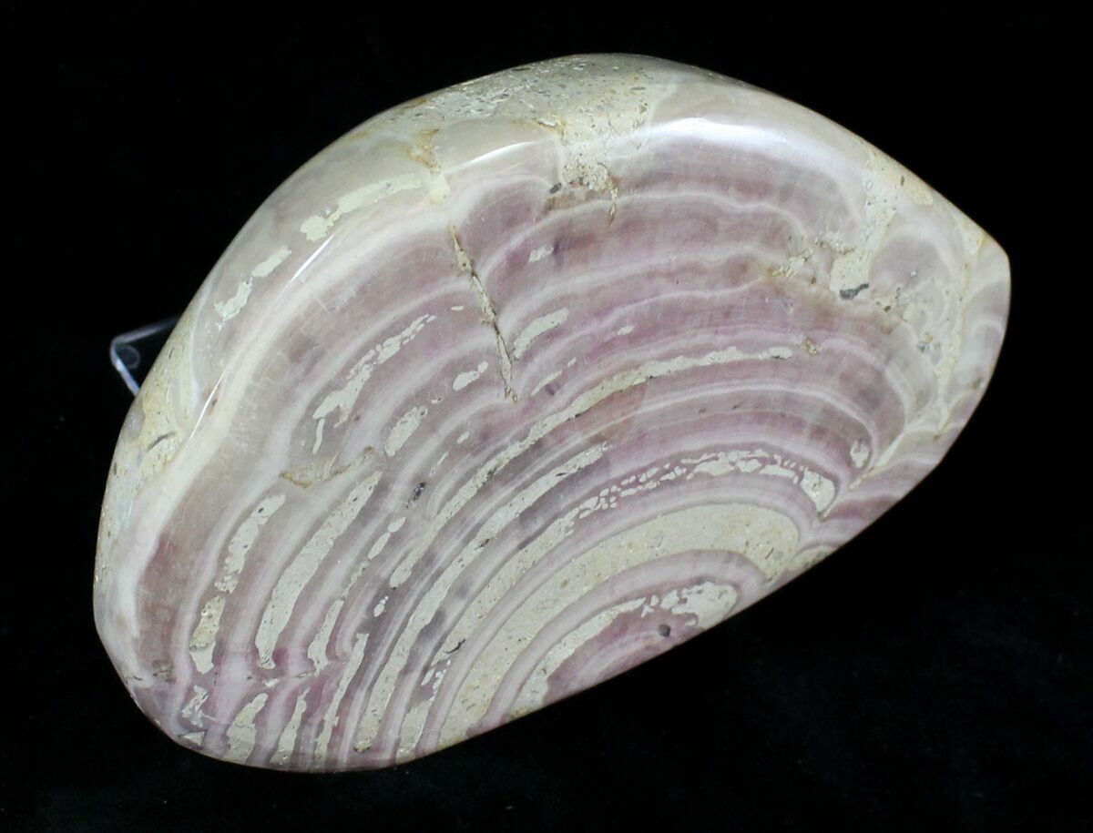 Polished Jurassic Fossil Sponge (Solenopora) - England For Sale (#23222 ...