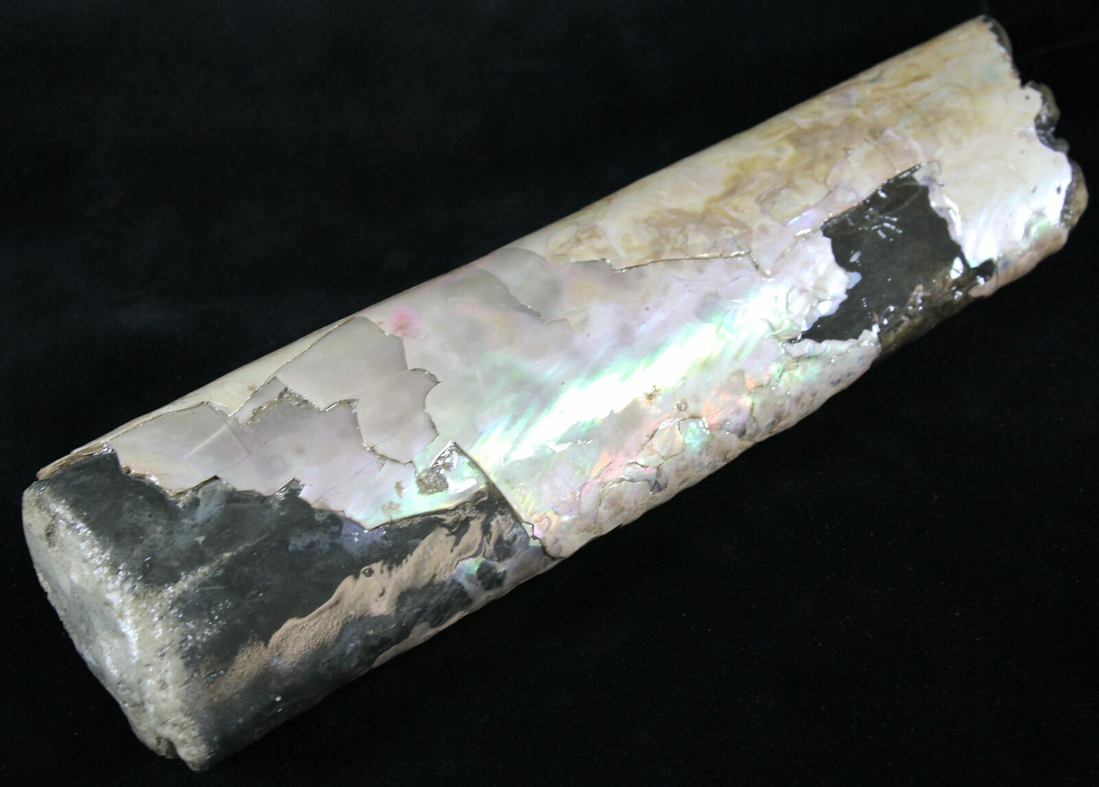 8.4" Baculites Section, Purple/Green Iridescence For Sale (#22812 ...