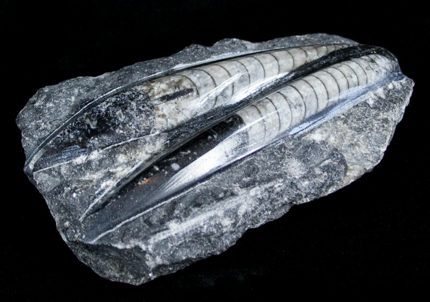 Polished Orthoceras (Cephalopod) Fossil For Sale (#3393) - FossilEra.com