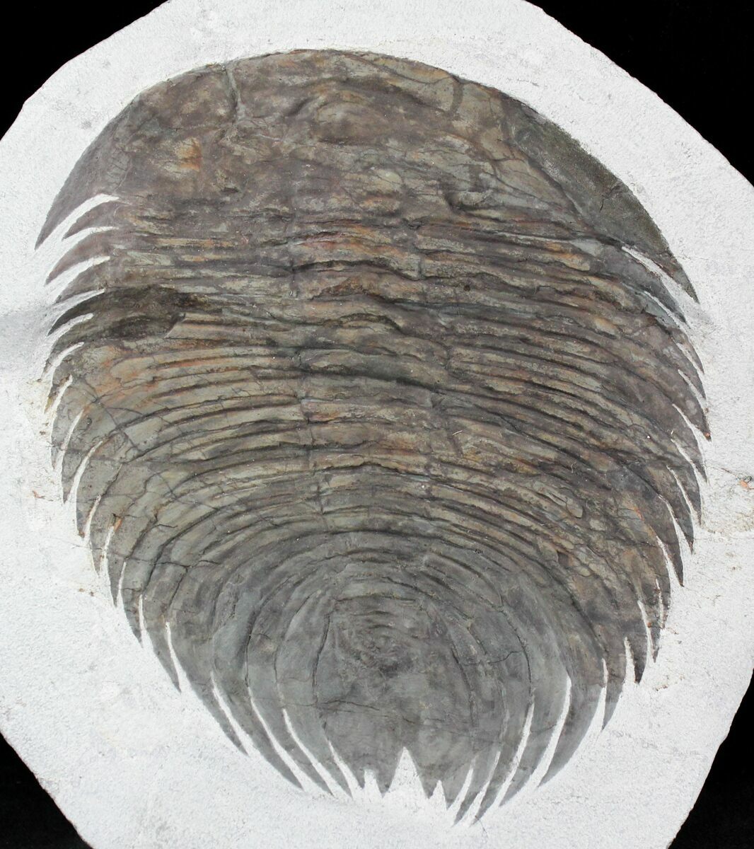 Fossils For Sale - FossilEra.com