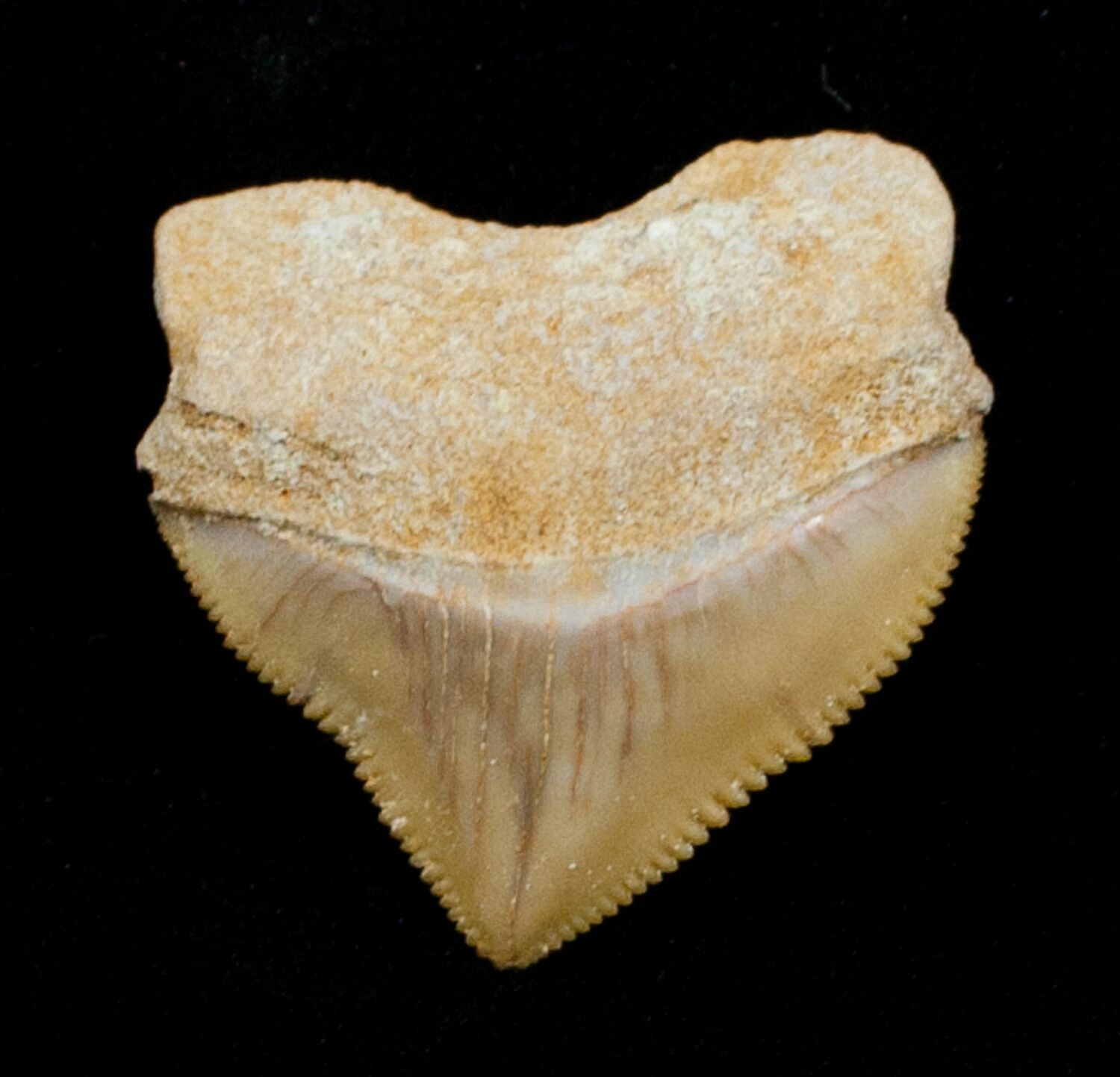 Squalicorax Fossil Shark Tooth - Morocco For Sale (#3415) - FossilEra.com