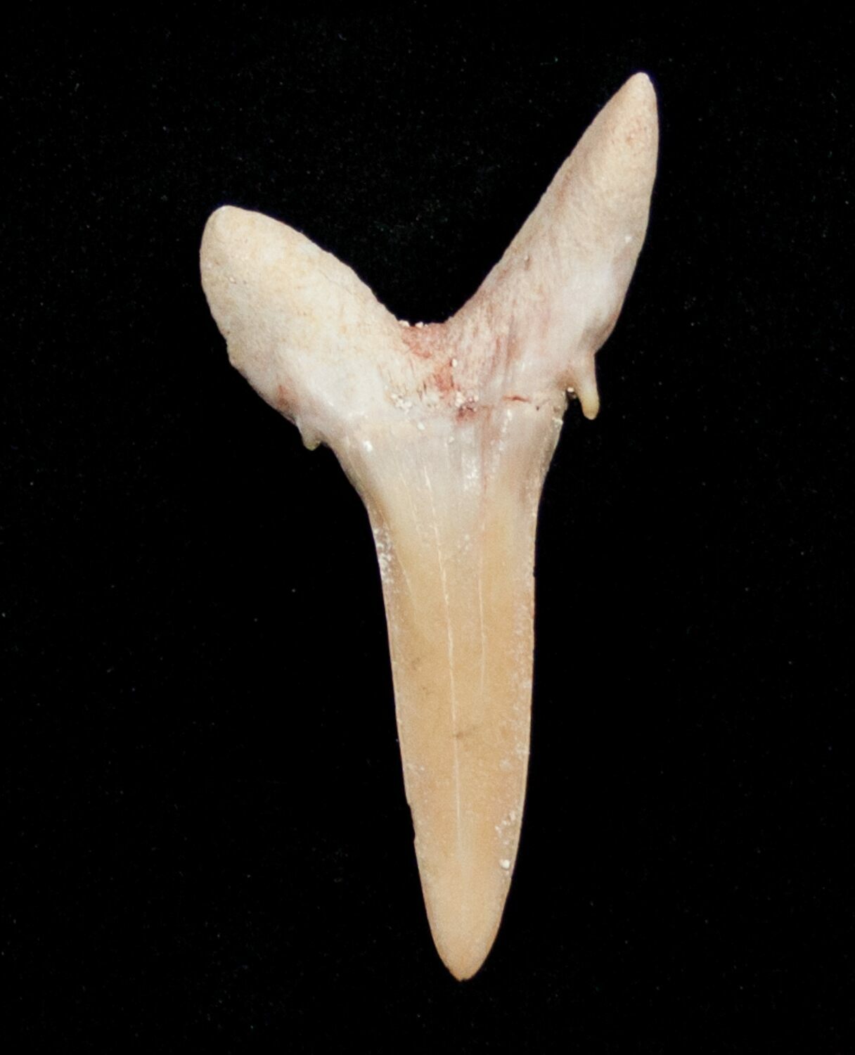 Carcharias (Extinct Sand Tiger) Shark Tooth - Eocene For Sale (#3416 ...