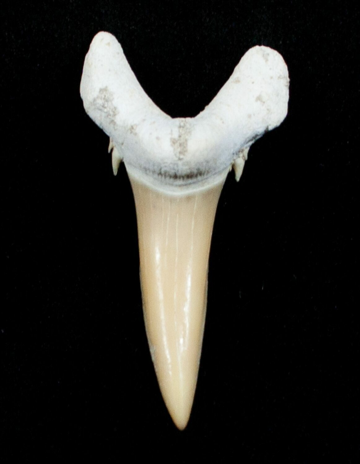 Sandbar Shark Teeth