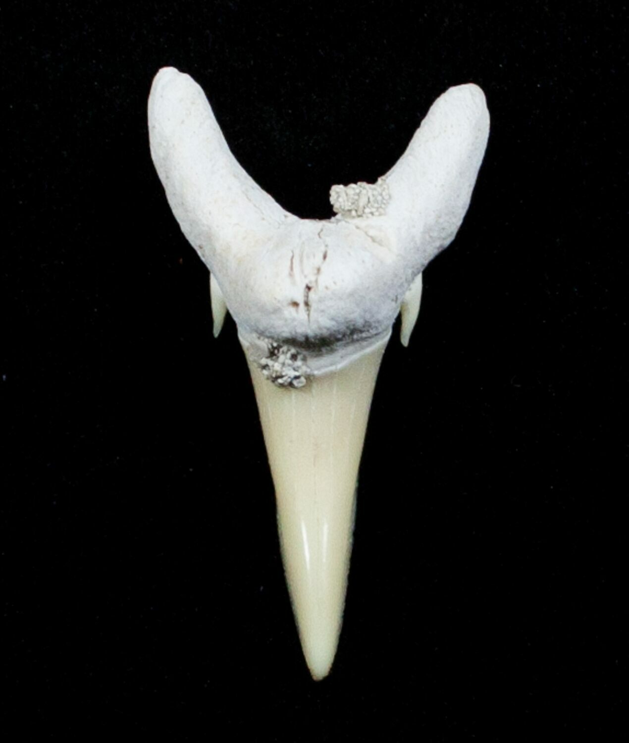 Carcharias (Extinct Sand Tiger) Shark Tooth - Eocene For Sale (#3422 ...
