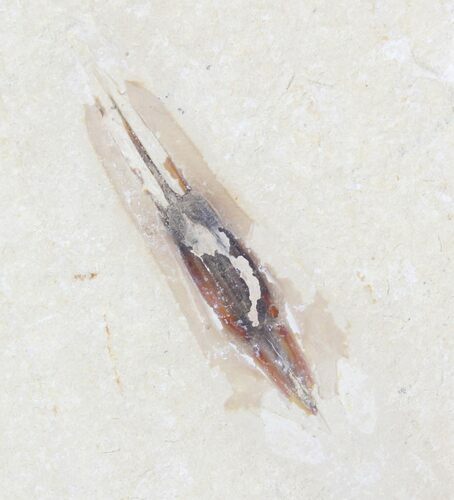 1.6" Rare Fossilized Squid With Preserved Ink Sack - Lebanon For Sale ...