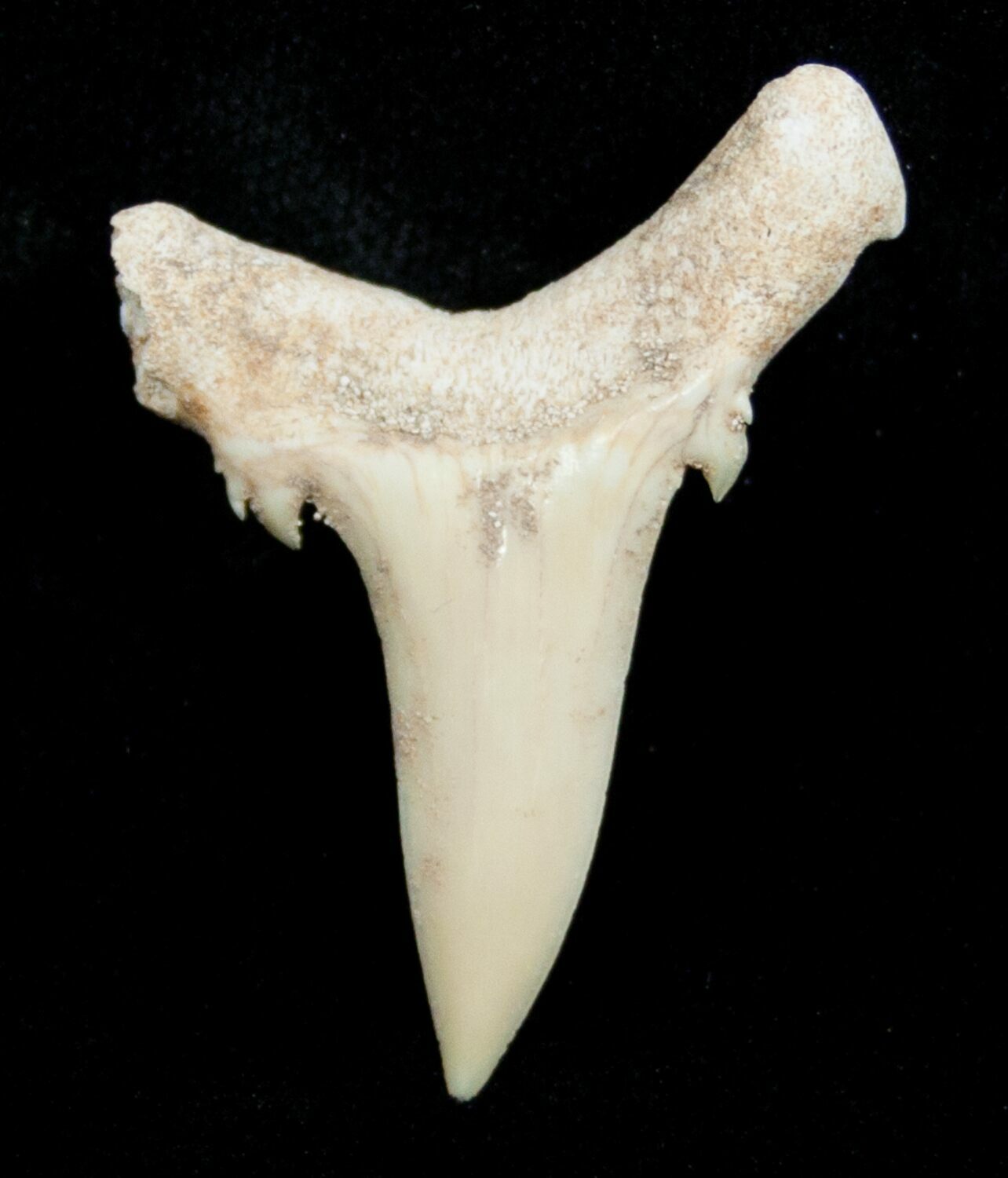 Carcharias (Extinct Sand Tiger) Shark Tooth - Eocene For Sale (#3427 ...