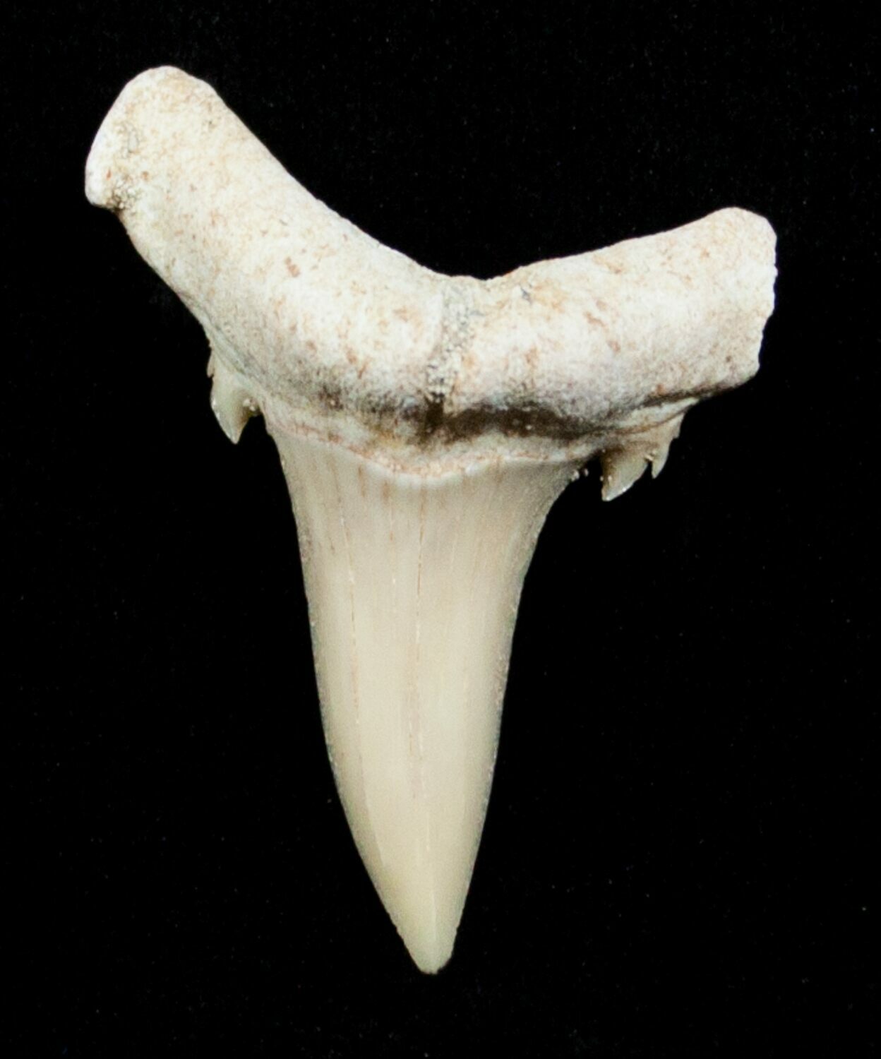 Carcharias (Extinct Sand Tiger) Shark Tooth - Eocene For Sale (#3427 ...