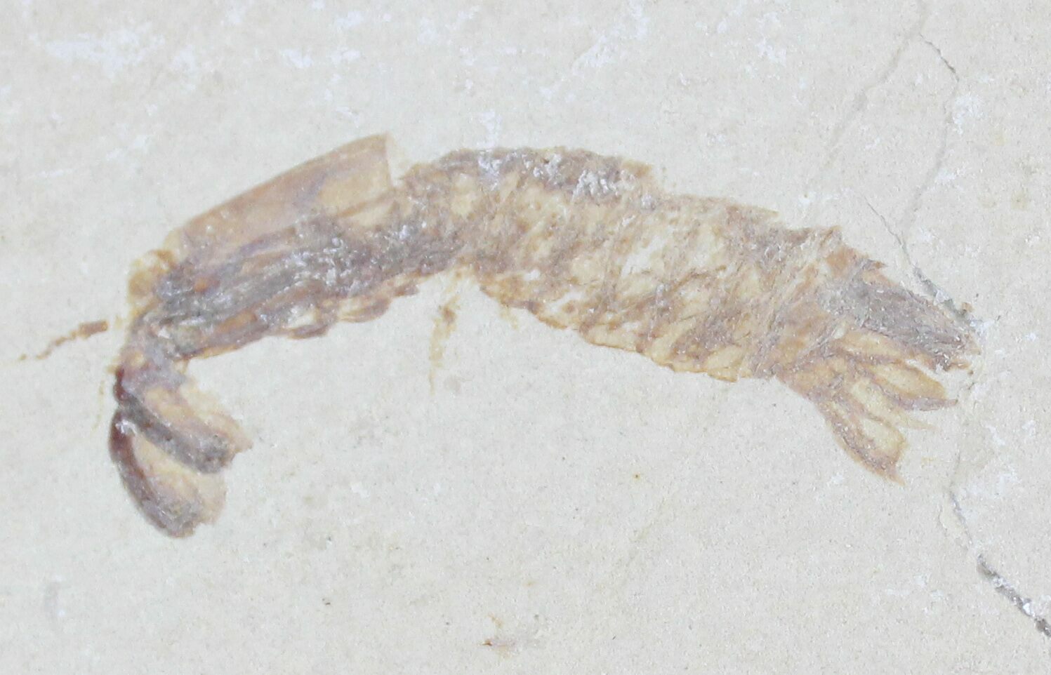 Fossil Mantis Shrimp (Sculda syriaca) - Lebanon For Sale (#24069 ...
