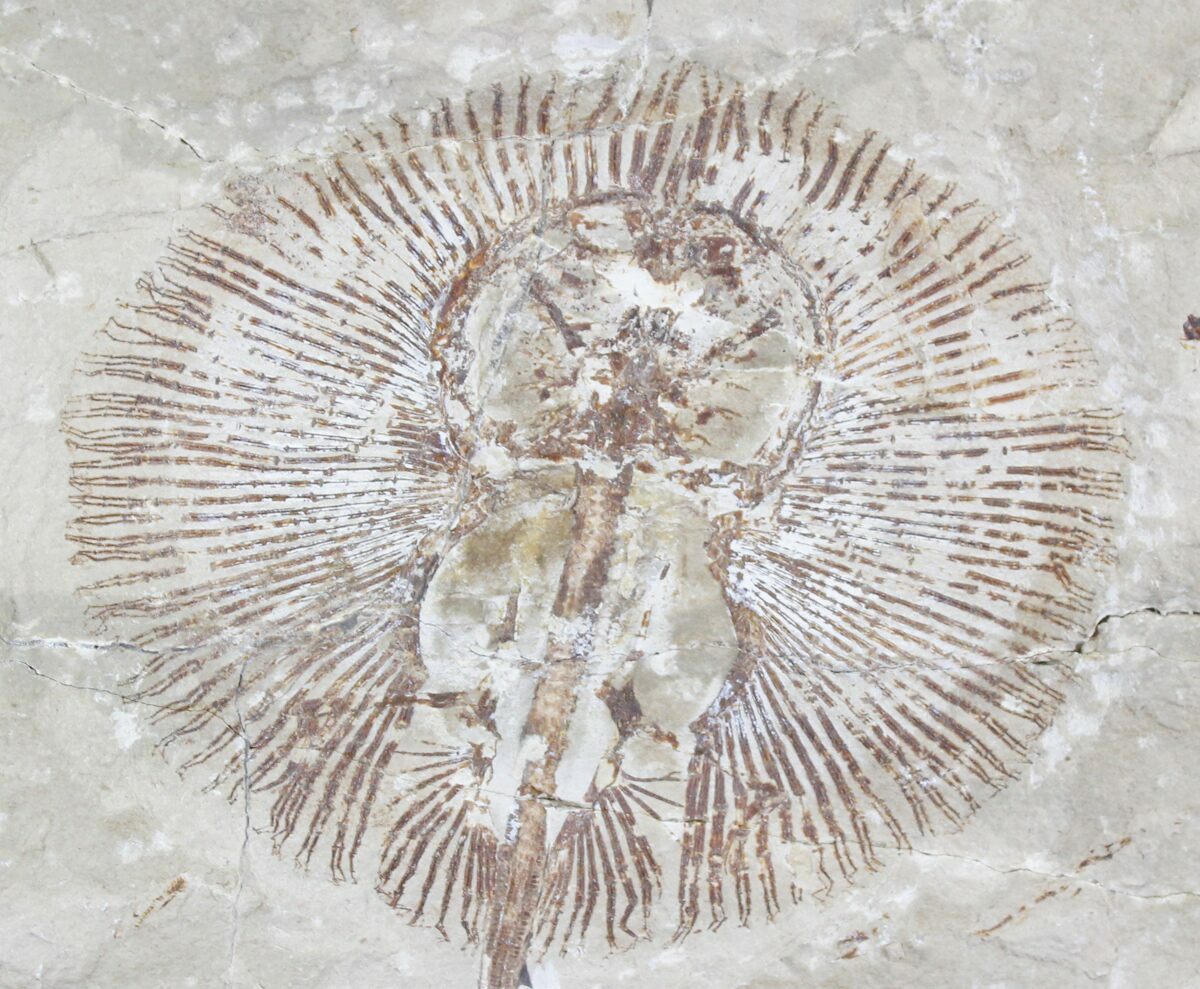Rare Fossil Ray (Cyclobatis) From Lebanon - 5.6" For Sale (#24147 ...