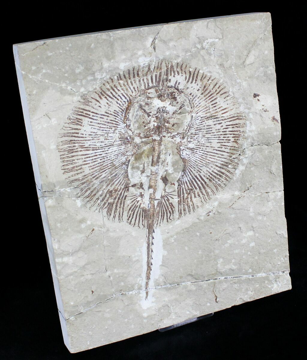 Rare Fossil Ray (Cyclobatis) From Lebanon - 5.6" For Sale (#24147 ...