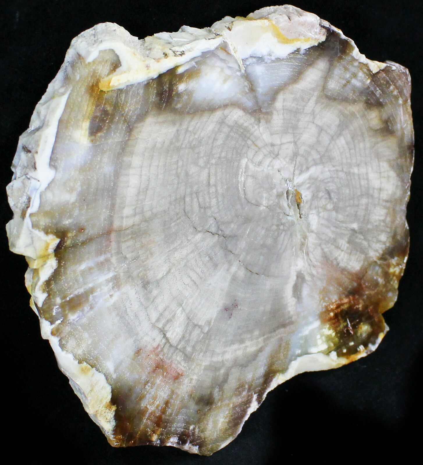 5.2" Petrified Wood - Columbia River Basalt, Oregon For Sale (#24205 ...