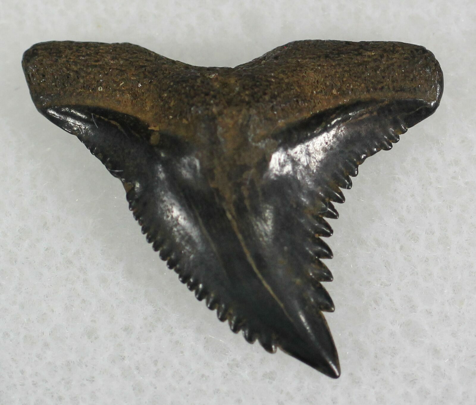 .8" Hemipristis Shark Tooth - South Carolina For Sale (#25330 ...